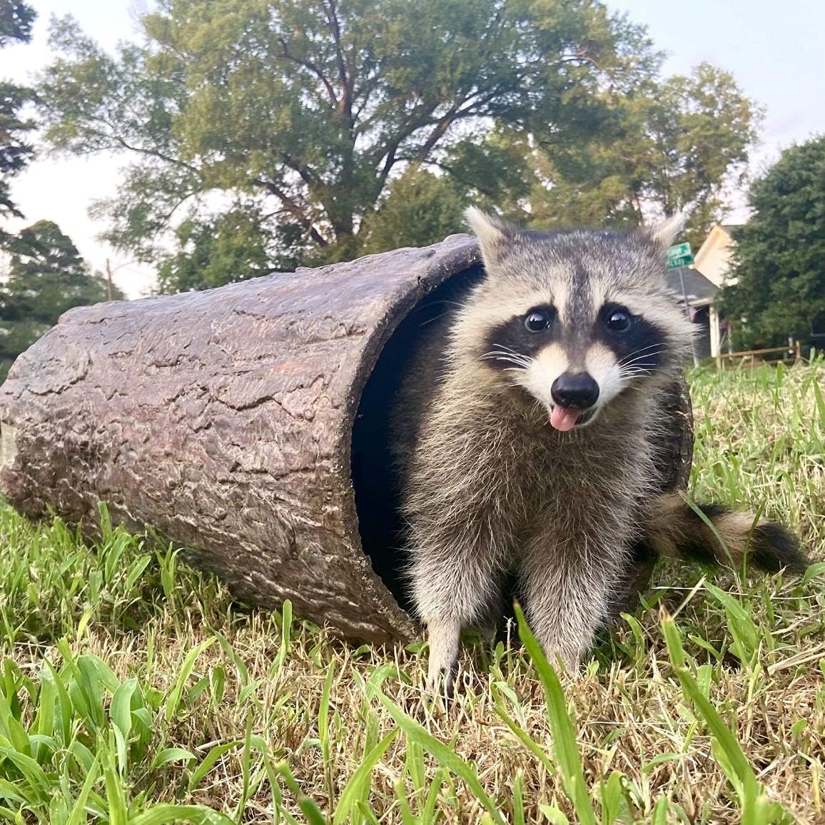 Large Weatherproof Hollow Log Hideout for Rabbits, Pets & Rescue ...
