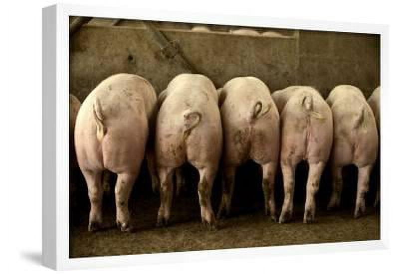 Large White Pigs Rear View, Lined Up in Pen, Framed Art Print Wall Art ...