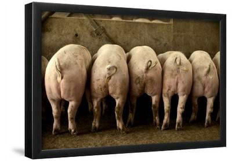 Large White Pigs Rear View, Lined Up in Pen, Framed Art Print Wall Art ...