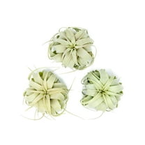 ragnaroc 6-9" Silvery Gray Tillandsia Xerographica Live Plants in ...