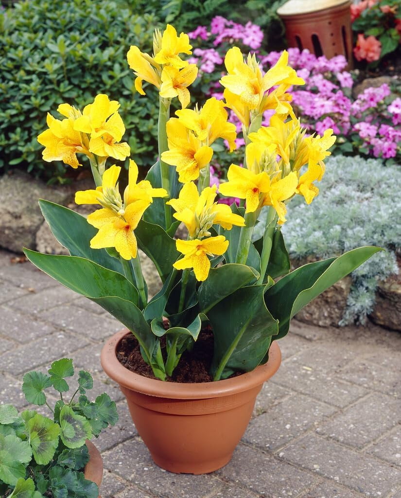 Large Yellow Canna Lily Bulbs Value Bag - Stunning Yellow Canna Flowers ...