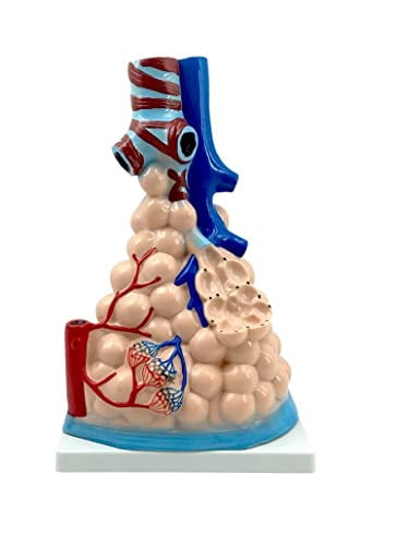 Large alveolar Zoom Model Breathing Lung Model of Human Organs Human ...