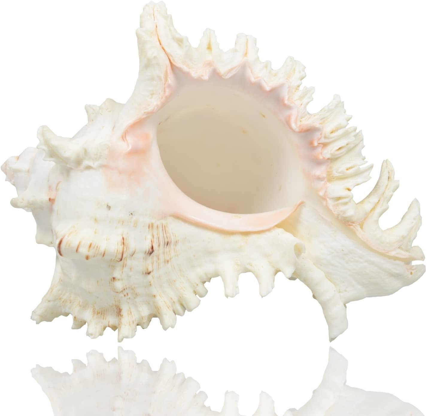 Large natural sea shells, giant ocean conch 7-8 inches giant shells ...