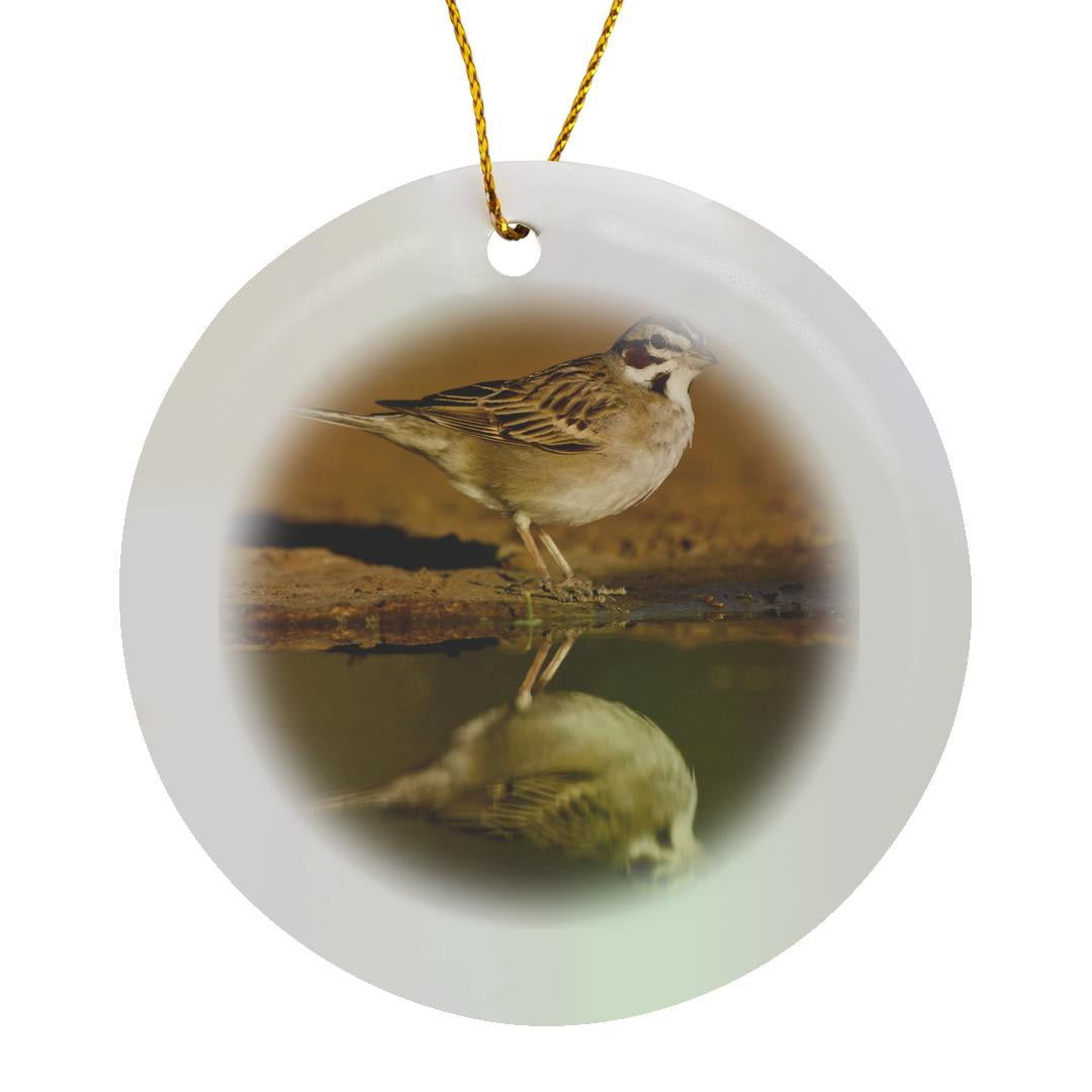 3drose, Lark Sparrow Bird Drinking at Pond, Texas, Usa - Us44 Ldi0962 ...
