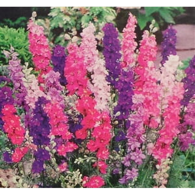 Seed Ranch Regal Mix Larkspur Plant Seeds, Annual - Walmart Business ...