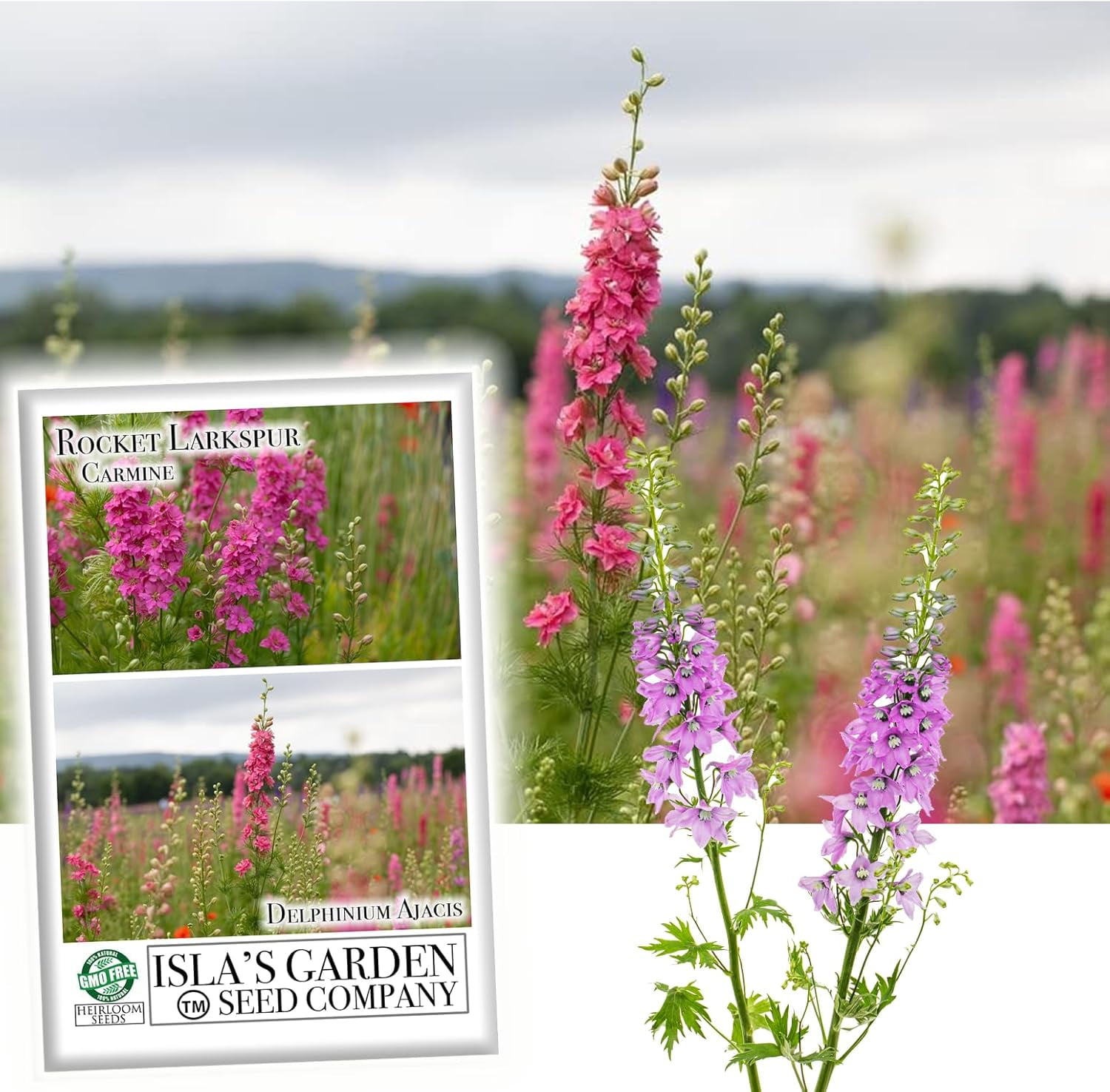 Larkspur Rocket Carmine Flower Seeds, 250 Seeds Per Packet, Isla's ...
