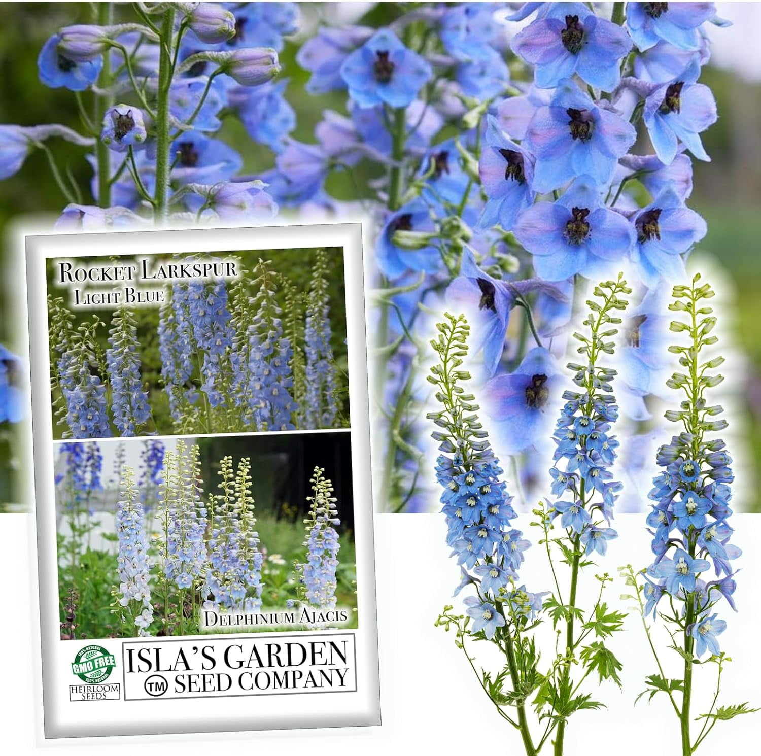 Larkspur Rocket Light Blue Flower Seeds, 250 Seeds Per Packet, Isla's ...