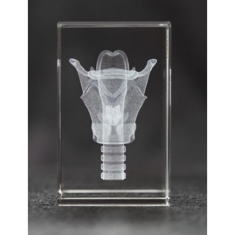 Larynx 3D Laser 1lb Crystal and Larynx Sticky Note, Anatomy, Voice Box ...