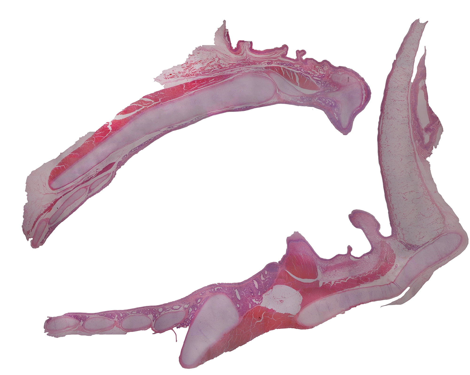 Larynx, Cat; Cross Section; H&E Stain by Go Science Crazy - Walmart.com