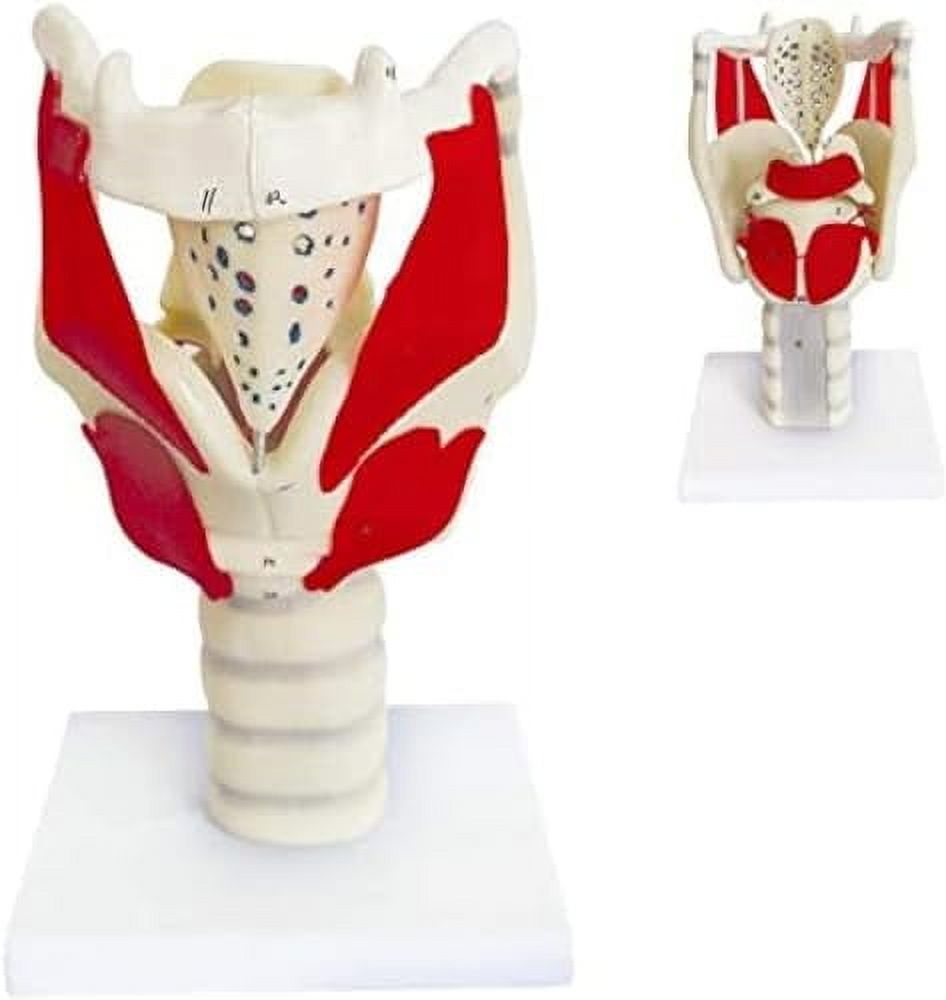 Larynx Functional Model, 3X Anatomy Model of Larynx Pharynx Model,Human ...