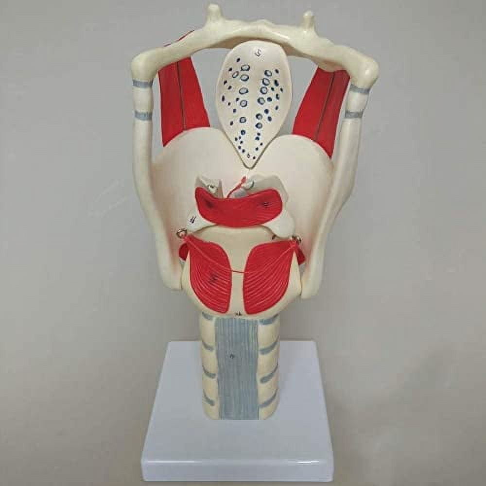 Larynx Functional Model, 3X Anatomy Model of Larynx Pharynx Model,Human ...