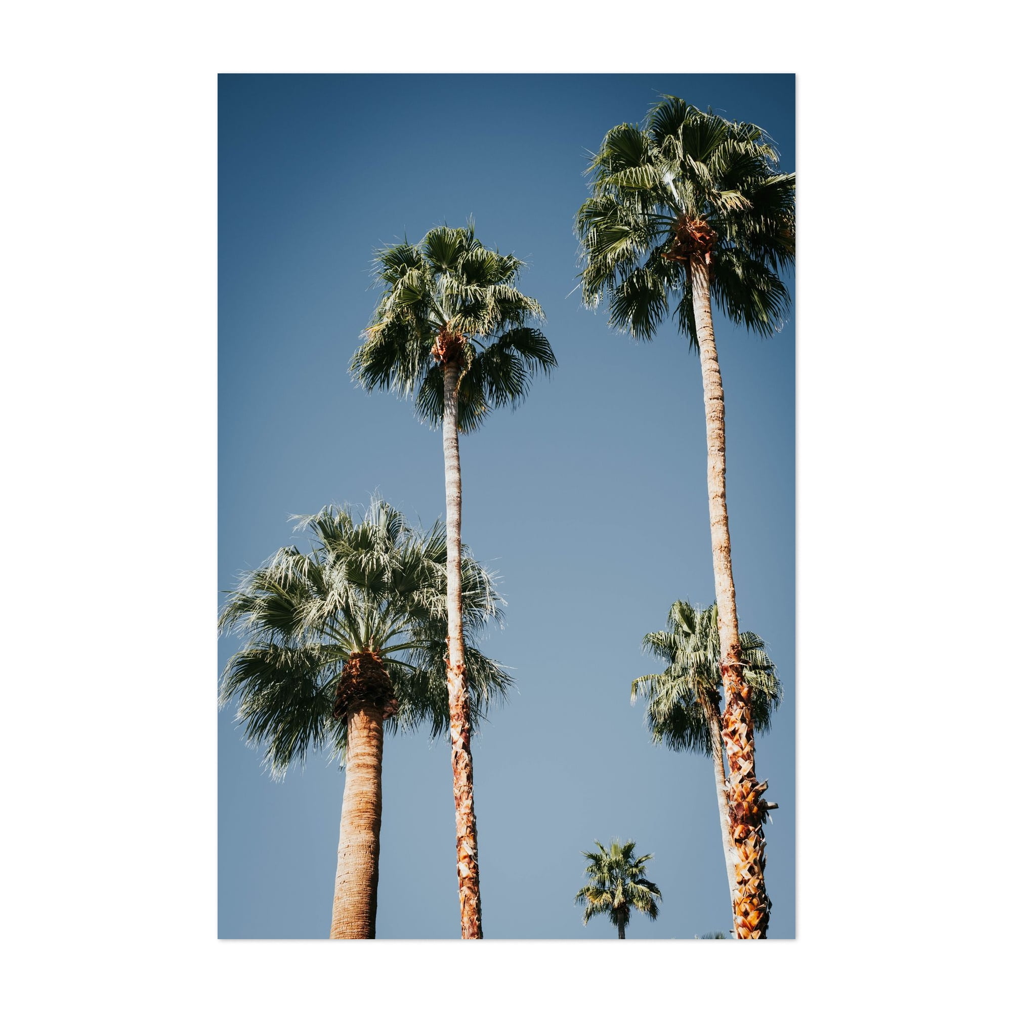 Las Palmas - Palm Springs California Photography Palm Tree Tropical ...