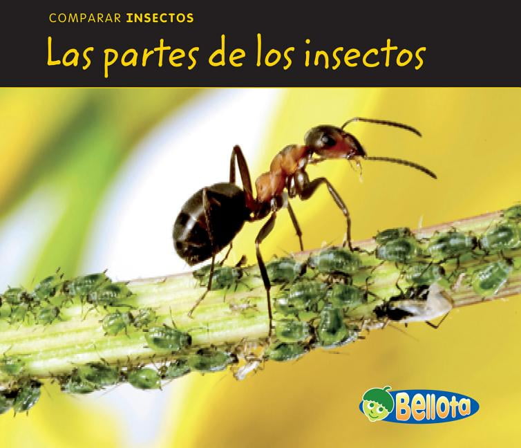 Las Partes de Los Insectos (Comparar Insectos, Bellota) - Walmart.com