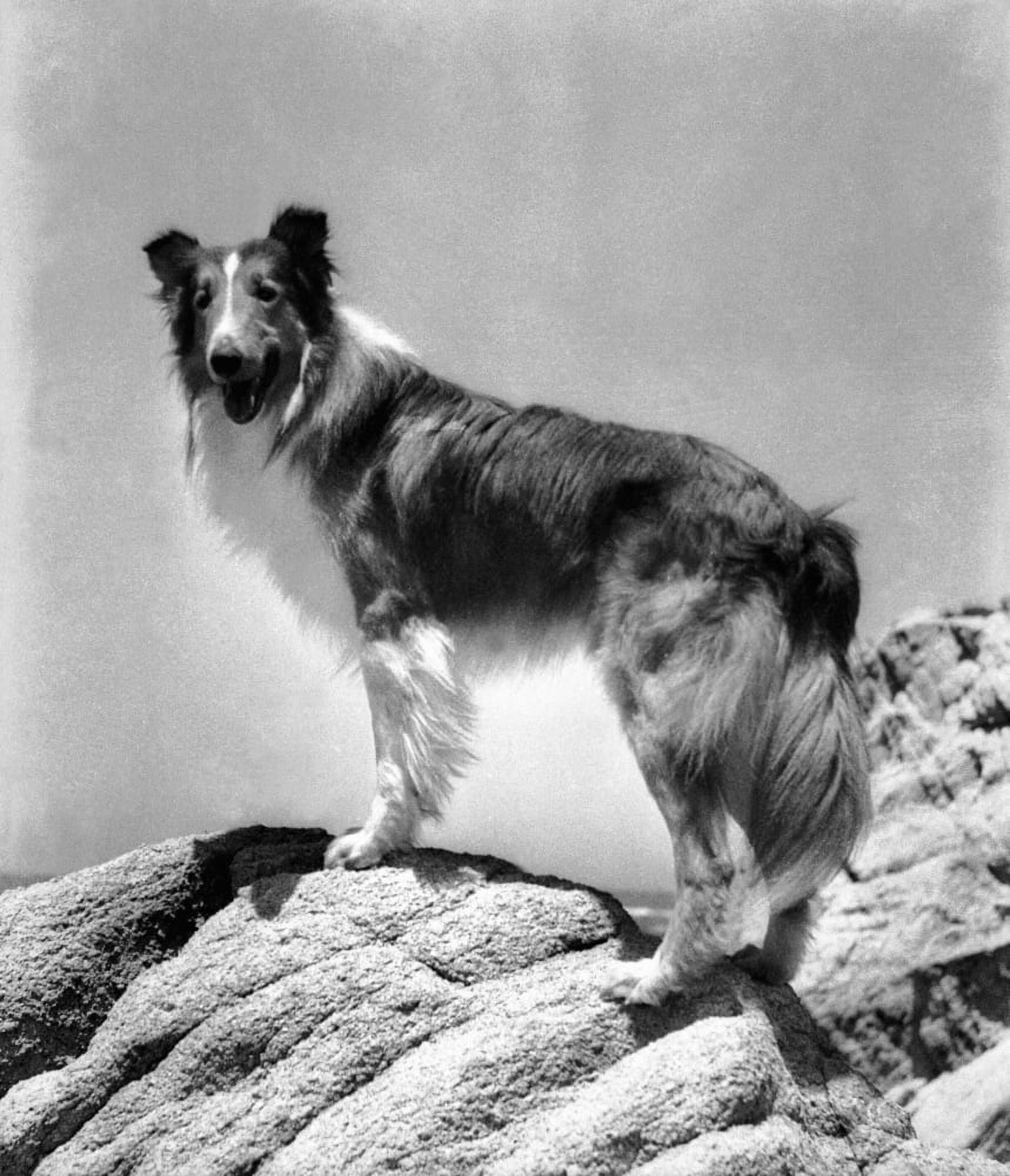 Lassie Come Home Lassie 1943 Photo Print (8 x 10) - Walmart.com
