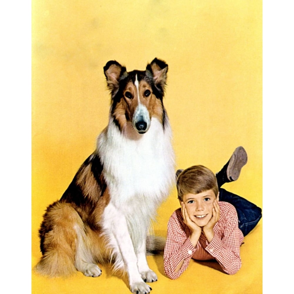 Lassie, Lassie, Jon Provost, 1954-1974 Poster Print (8 x 10) - Walmart.com