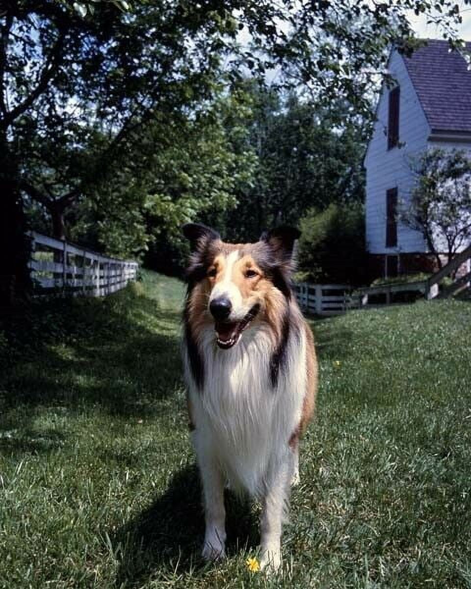 Lassie the movie's favorite dog rough collie in back yard 11x17 poster ...