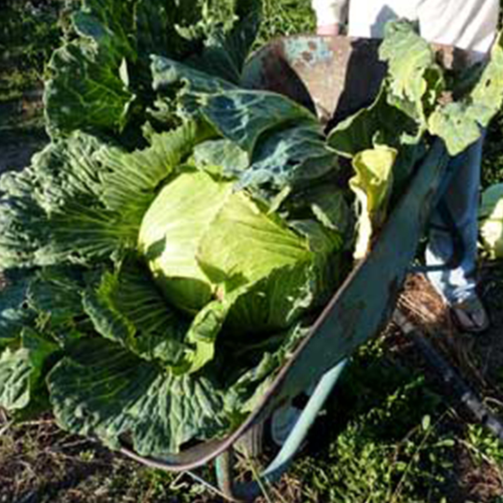 Late Flat Dutch Cabbage Seeds - 1 LB ~104,000 Seeds - Heirloom, Open ...