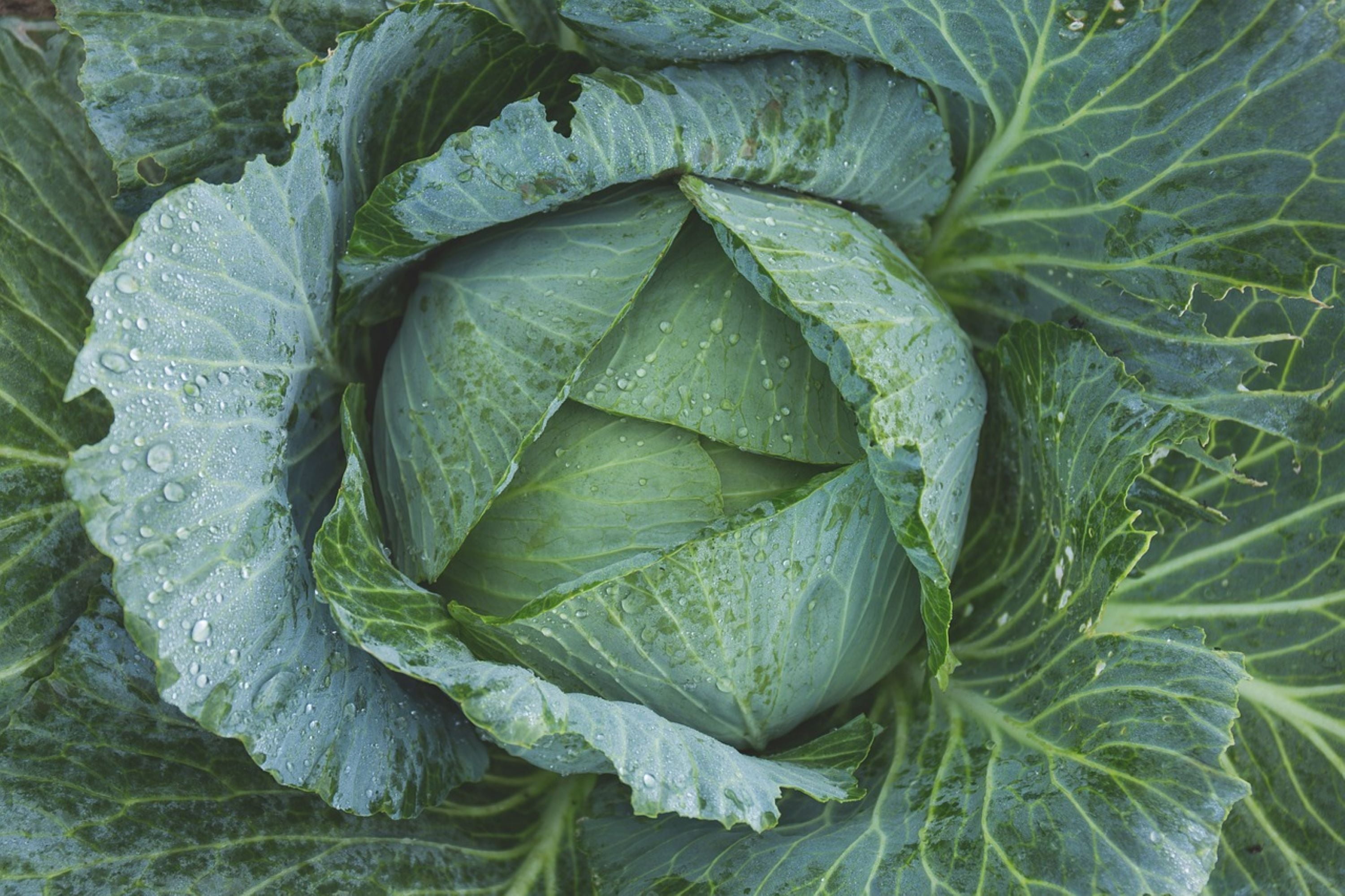 Late Flat Dutch Cabbage Seeds/ Annual/ Full Sun/ 36K Seeds 1/4lb ...