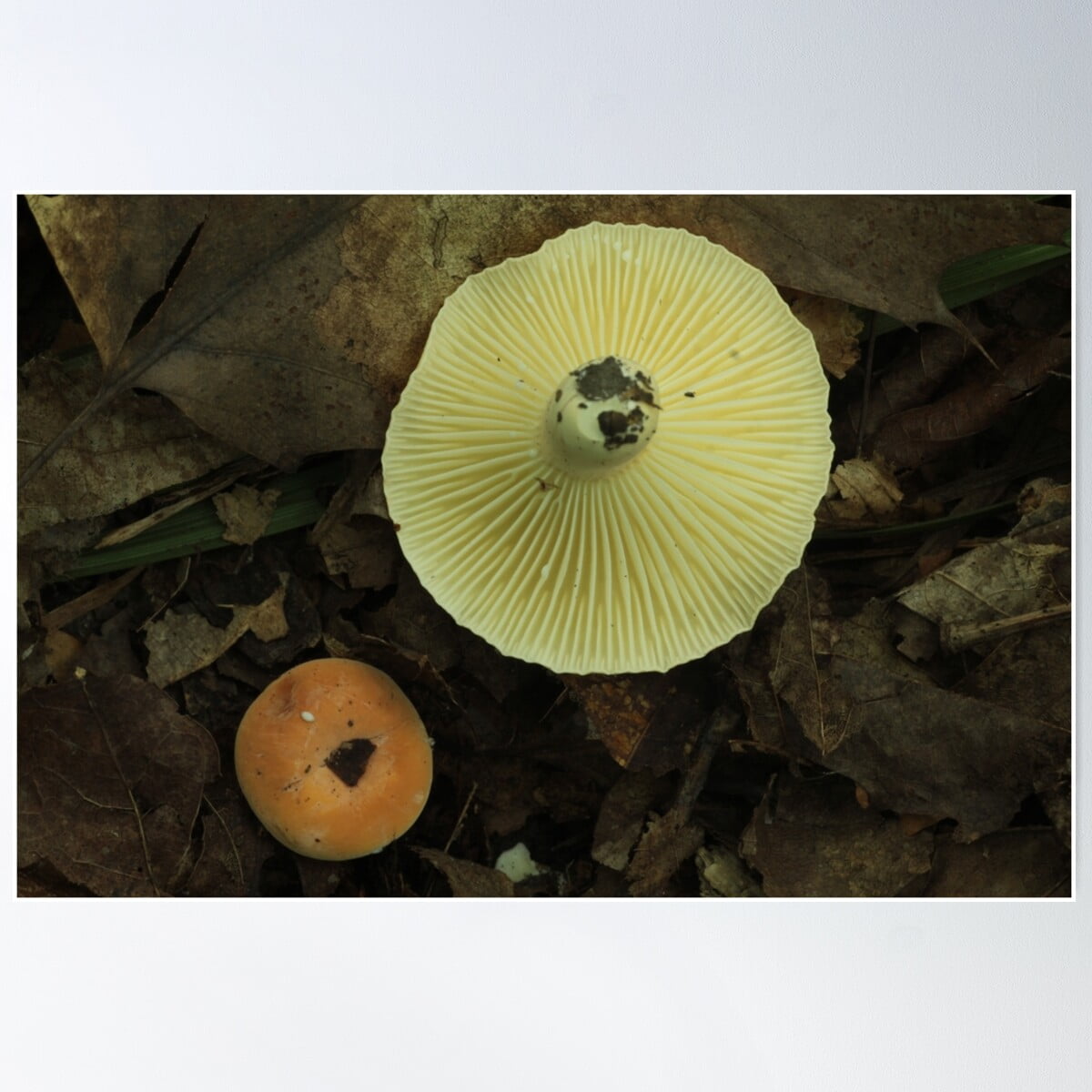 Latex Drops On Mushroom Caps Poster Wall Art, Modern Wall Decor For ...