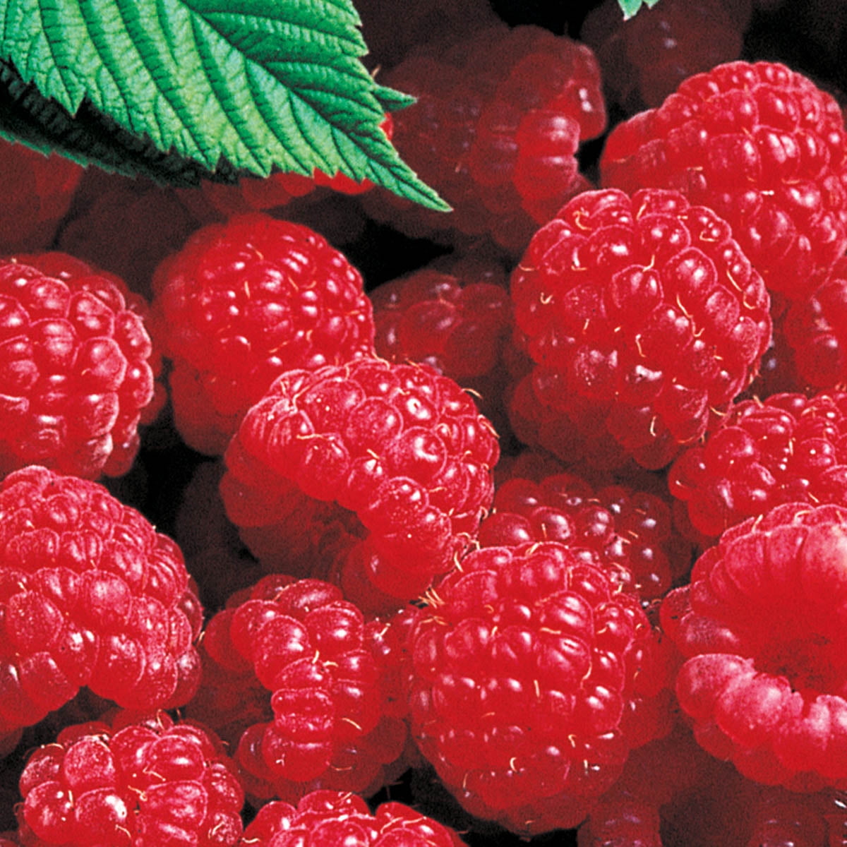 Latham Raspberry Bush Deciduous Fruit Bearing Plant, grown in a 1.50 ...