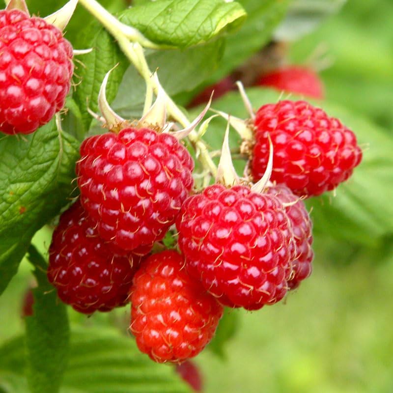 Latham Red Raspberries Plant - Perennial - Grow your own Food - Ready ...