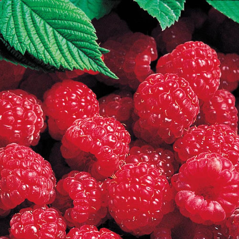 Latham Red Raspberry (Rubus) Dormant Bare Root Starter Fruiting Plant ...