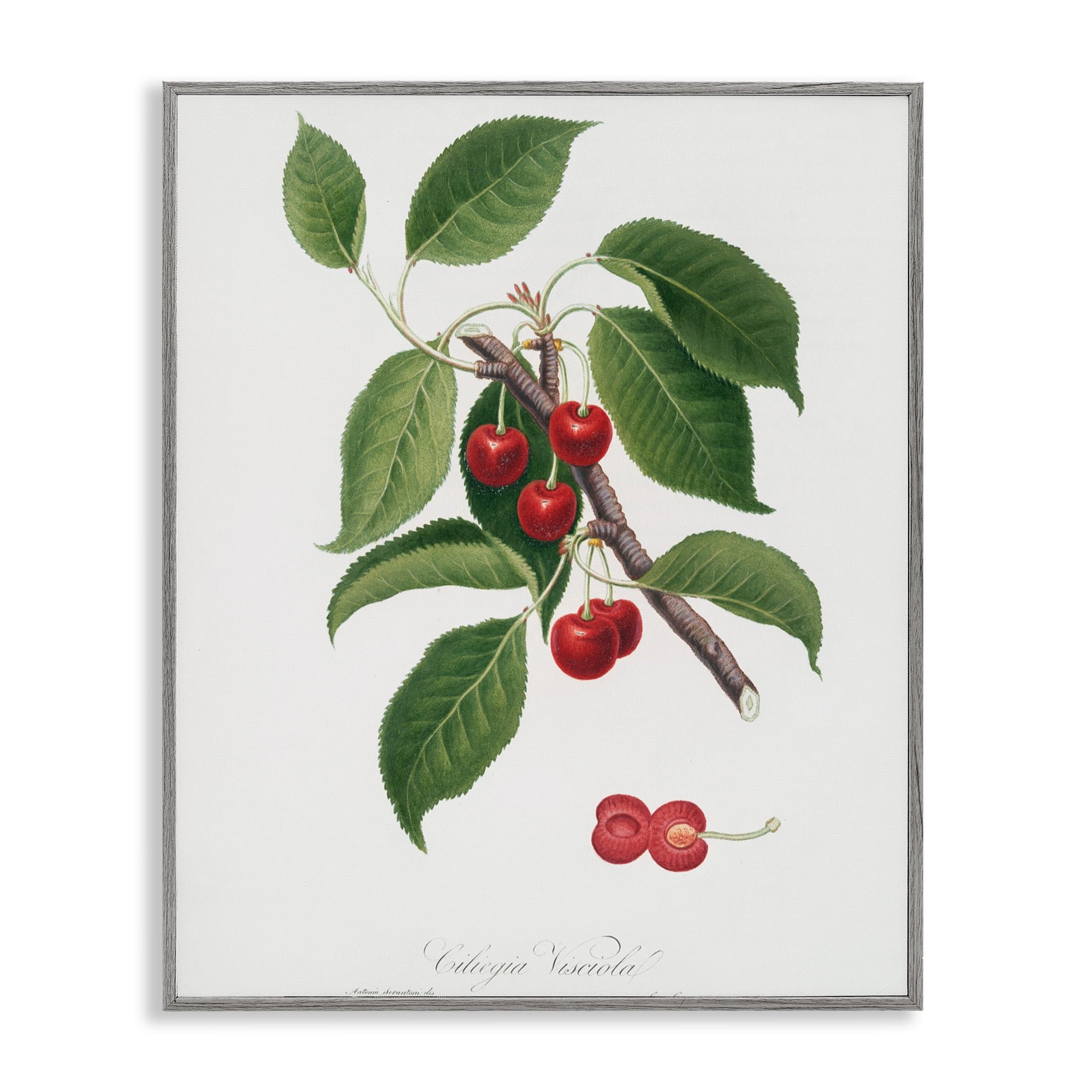Latin Study of Cherry Plant Gray Framed Giclee Art, design by Lettered ...