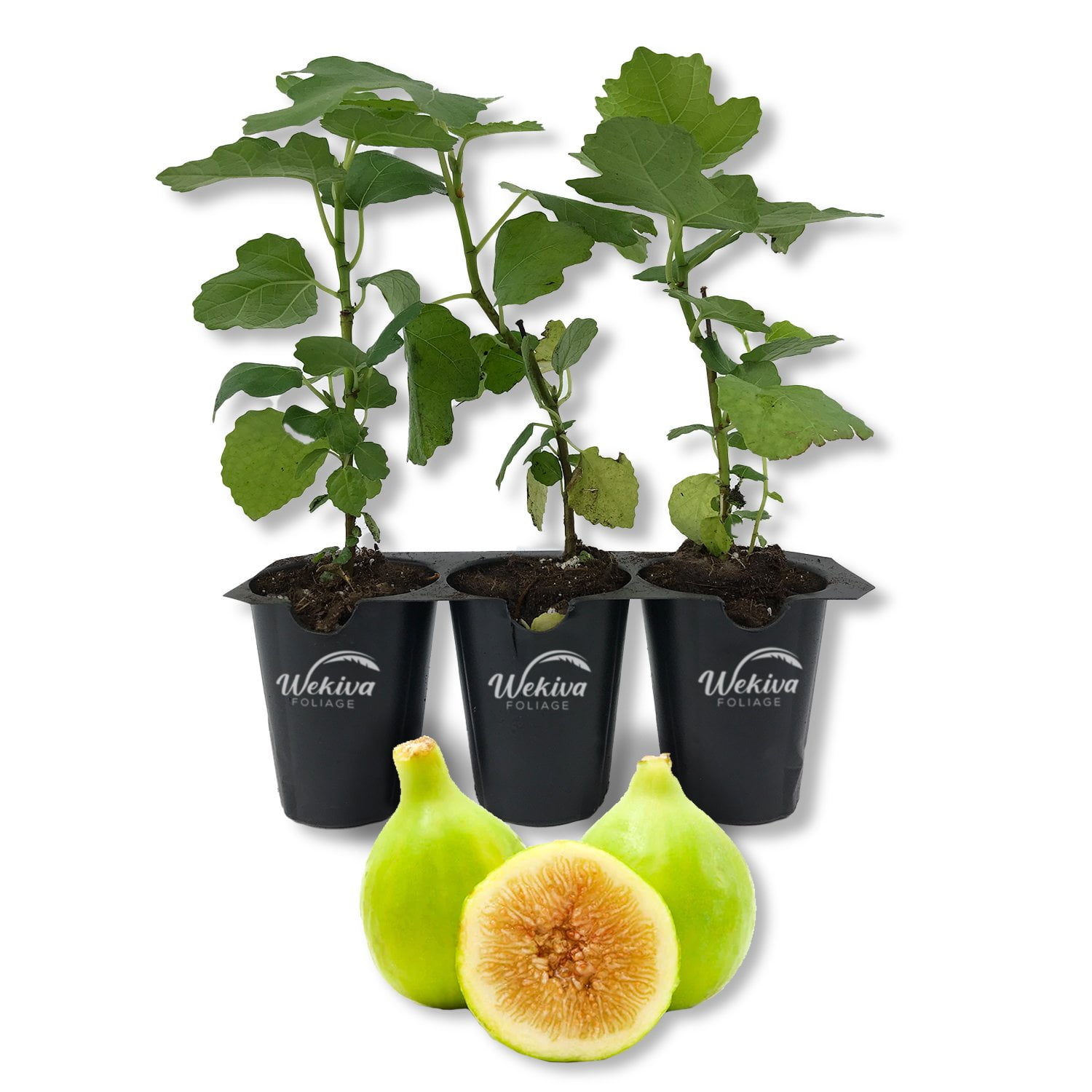 Lattarula Italian Honey Fig Tree - 3 Live Tissue Culture Starter Plants ...