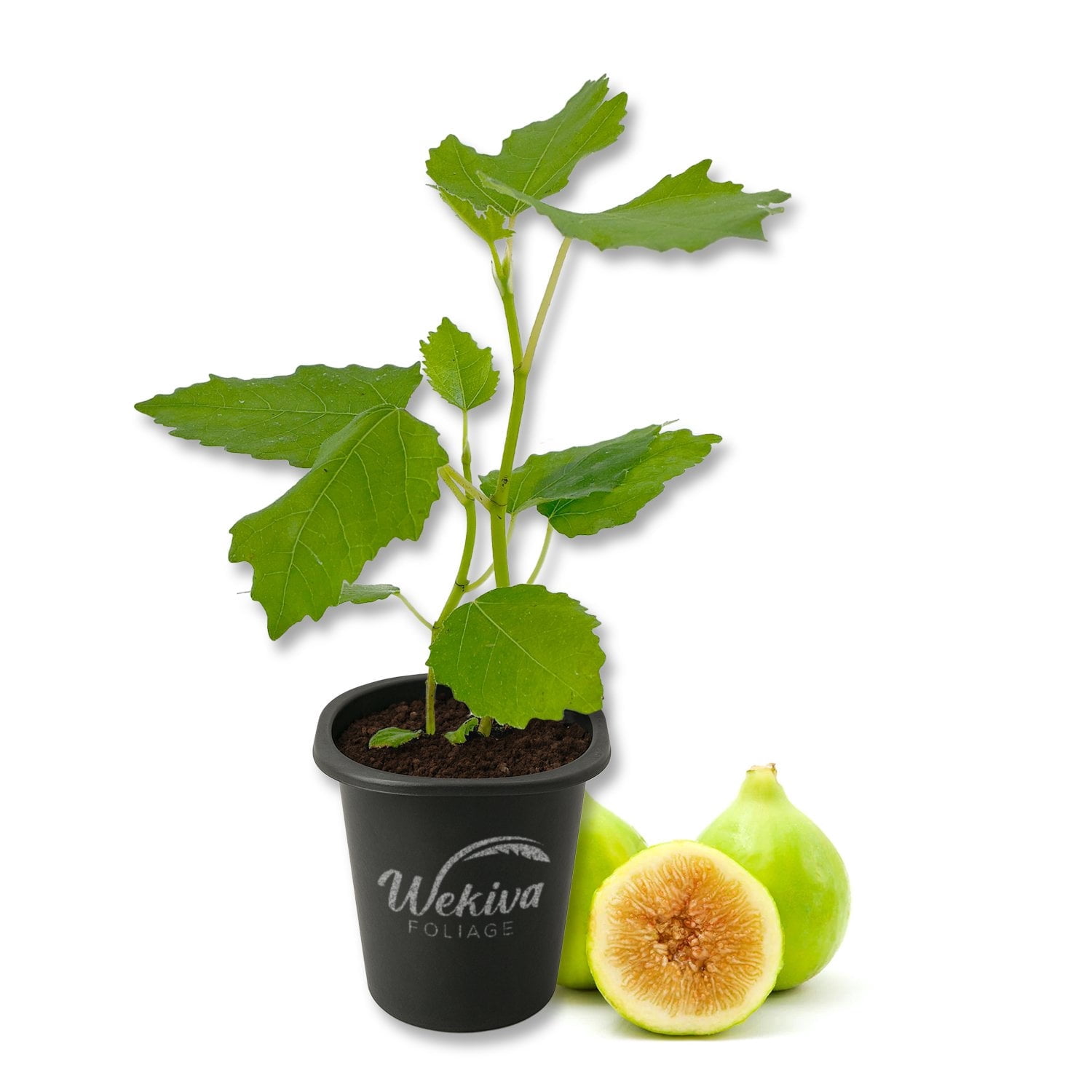 Lattarula Italian Honey Fig Tree - 1 Live Starter Plant - Ficus Carica ...