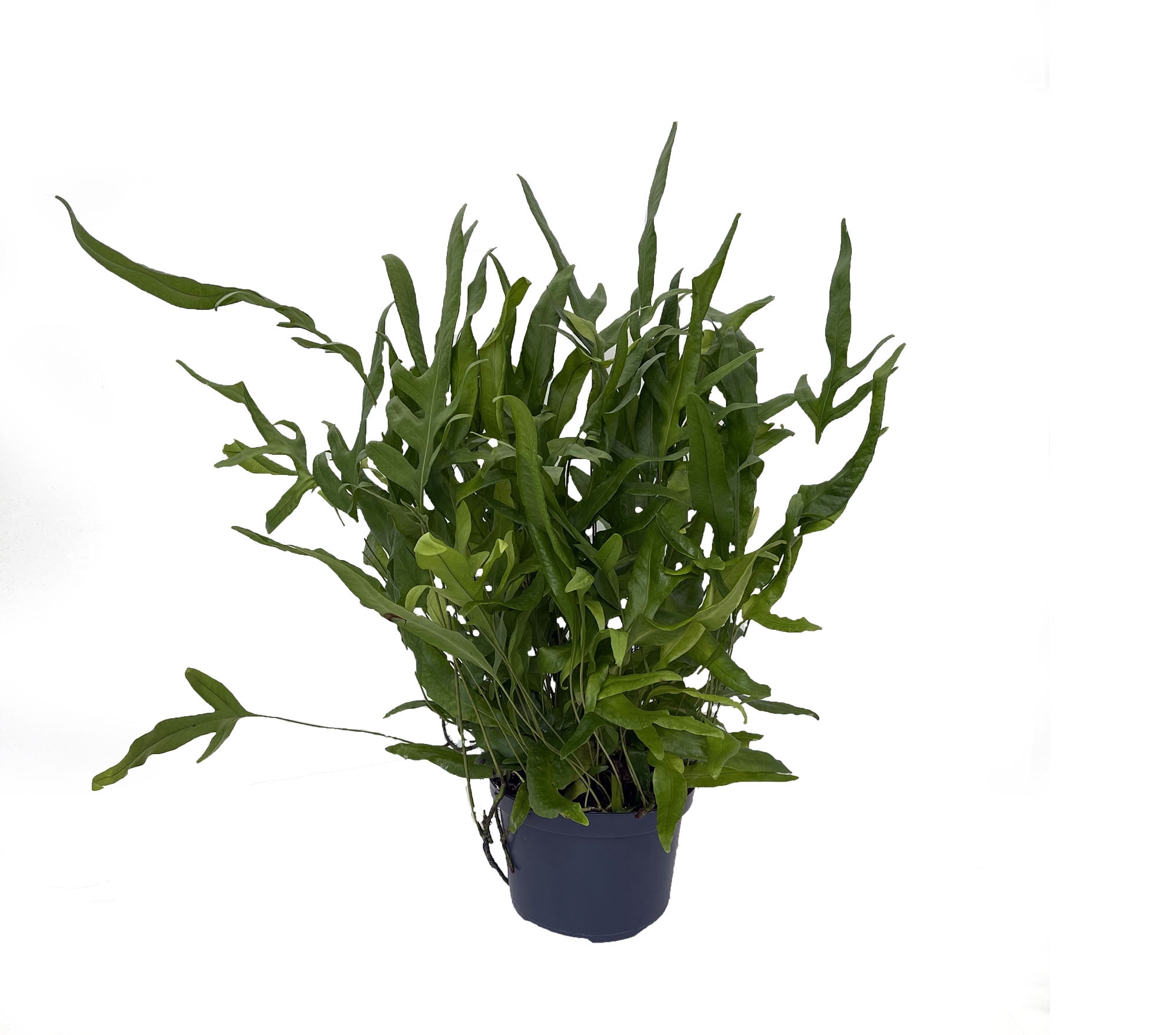 Laua'e Iki' Dwarf Hawaiian Fern - Microsorium scolopendrium - 6" Pot ...