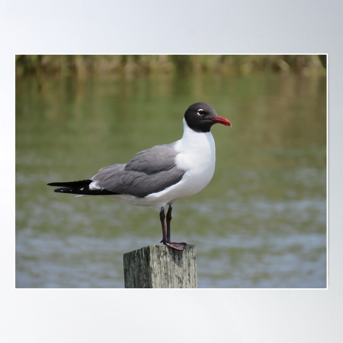 Laughing Gull Poster Wall Art, Modern Wall Decor For Living Room ...