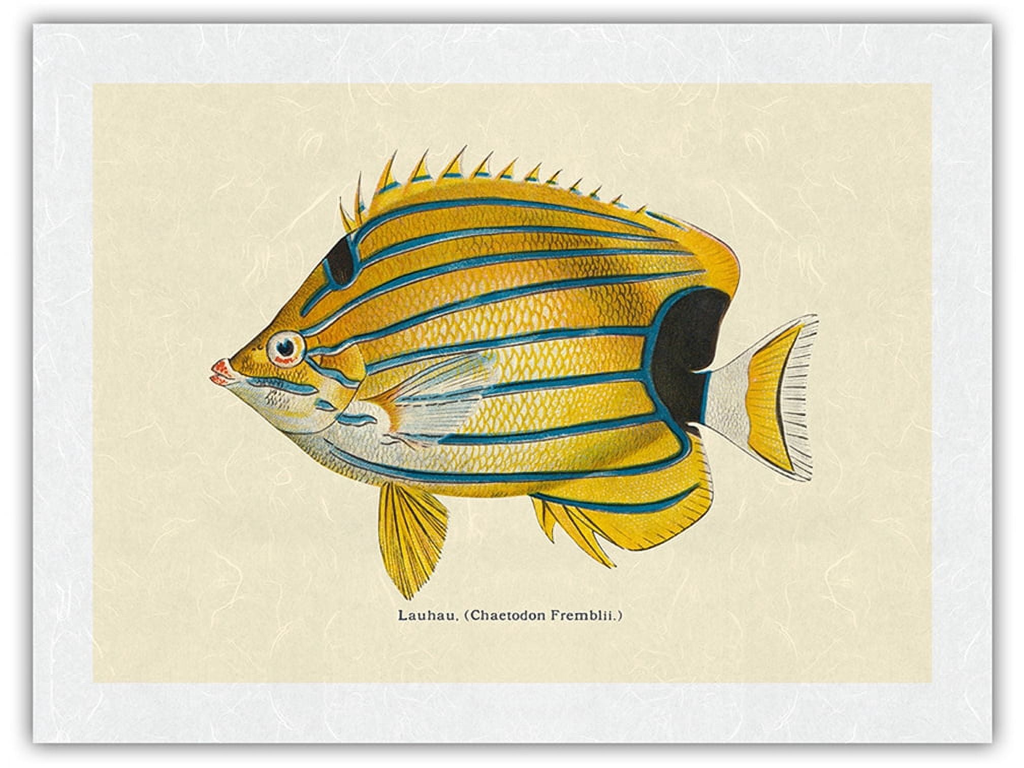 Lauhau (Chaetodon Fremblii) - Hawaiian Bluestripe Butterflyfish - from ...