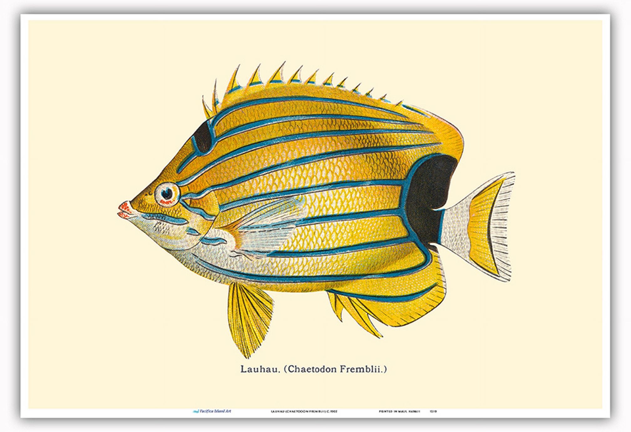 Lauhau (Chaetodon Fremblii) - Hawaiian Bluestripe Butterflyfish - from ...