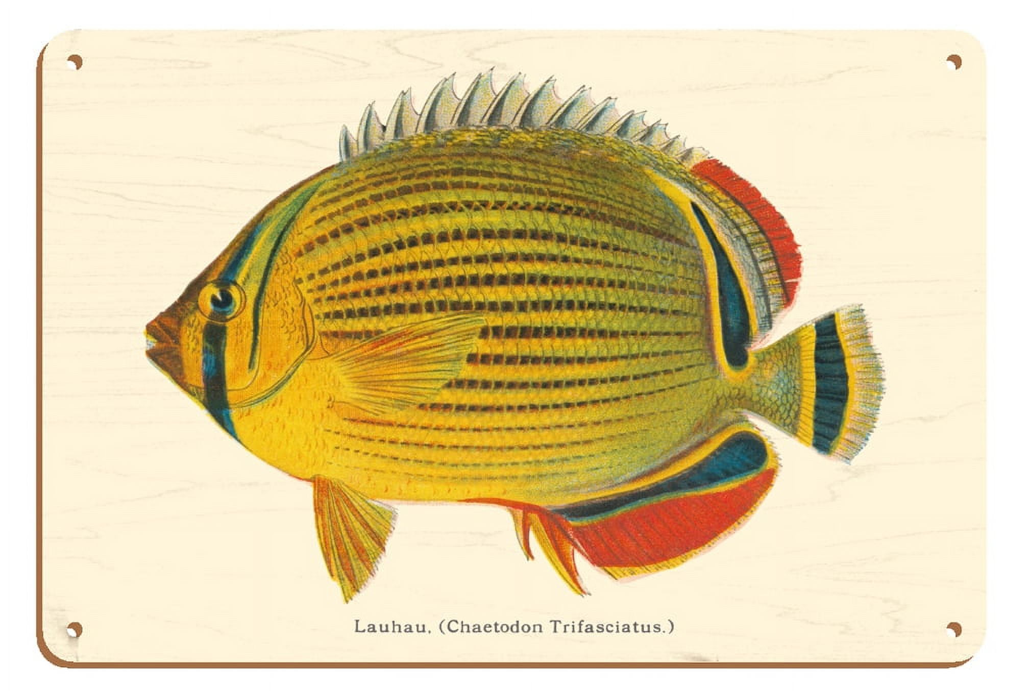 Lauhau (Chaetodon Trifasciatus) - Hawaiian Rainbow Butterflyfish - from ...