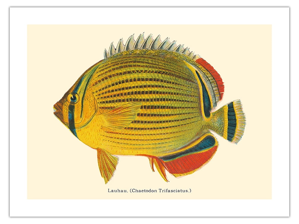 Lauhau (Chaetodon Trifasciatus) - Hawaiian Rainbow Butterflyfish - from ...