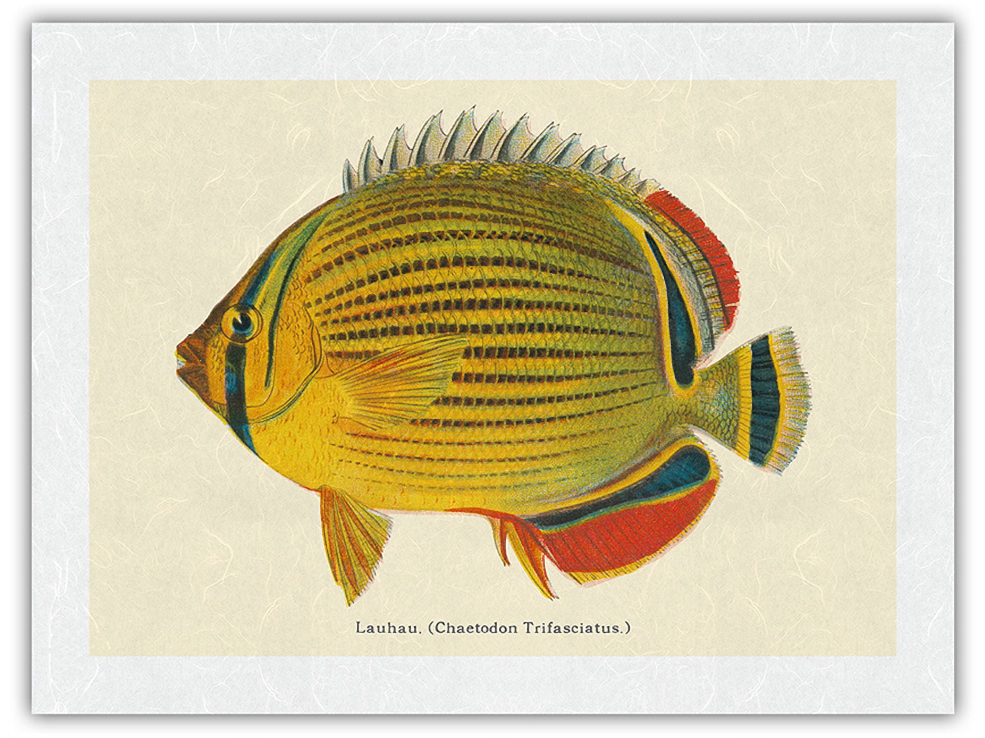 Lauhau (Chaetodon Trifasciatus) - Hawaiian Rainbow Butterflyfish - from ...