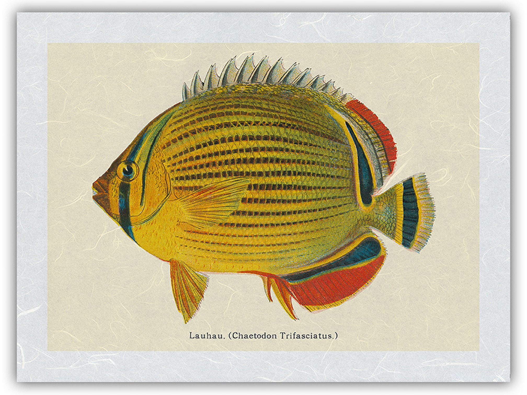 Lauhau (Chaetodon Trifasciatus) - Hawaiian Rainbow Butterflyfish - from ...