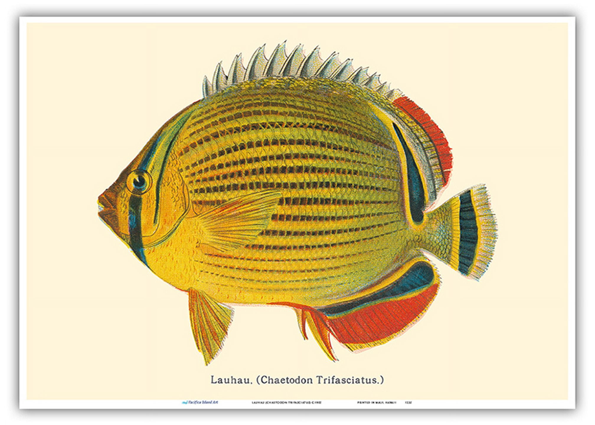 Lauhau (Chaetodon Trifasciatus) - Hawaiian Rainbow Butterflyfish - from ...