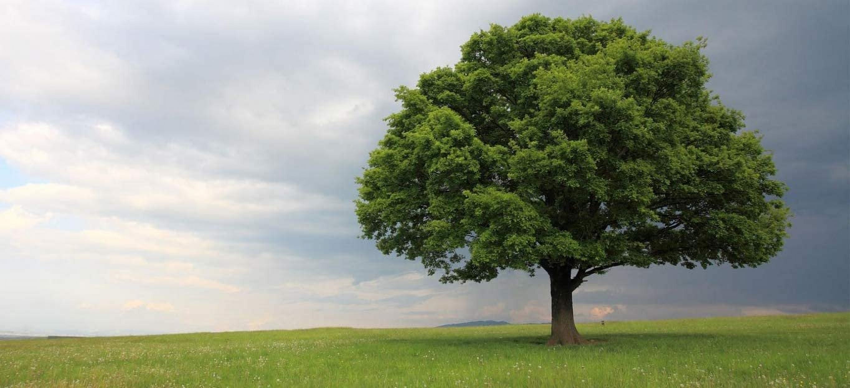 Laurel Oak Tree Quercus Laurifolia Swamp Oak 10 Live Plants Semi ...