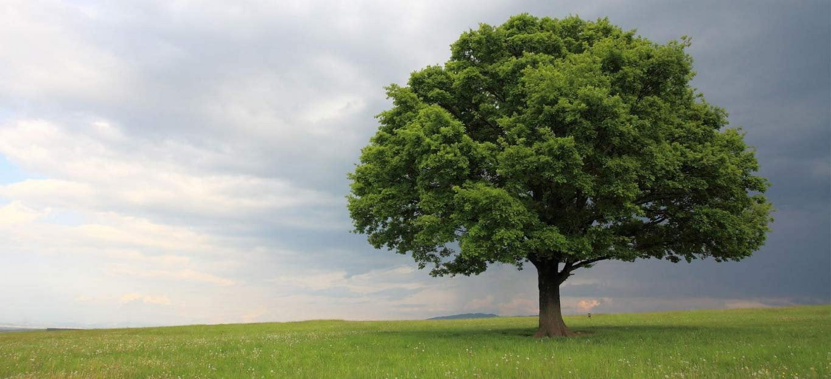 Laurel Oak Tree Quercus Laurifolia Swamp Oak 30 Live Plants Semi ...