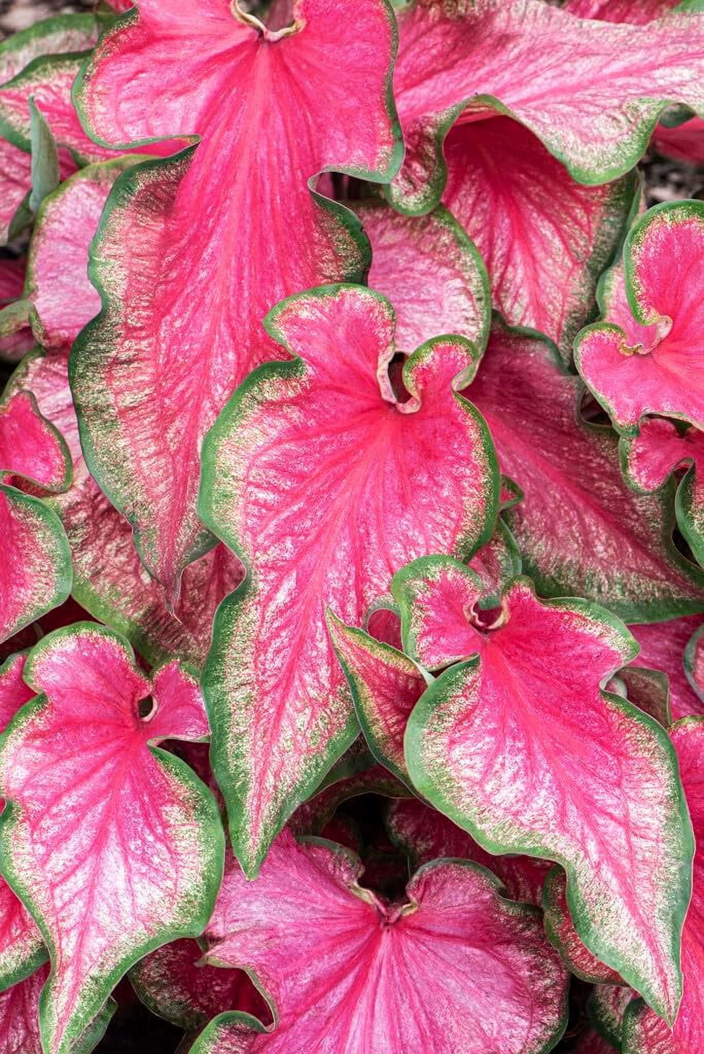 CZ Grain Lava Glow Caladium Plant Bulbs (5 Count), Fast Grower ...
