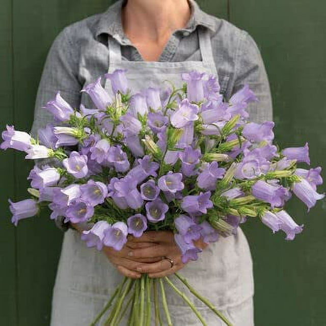 Lavender Bellflower Seeds for Planting (50 Seeds) - Campanula Medium ...