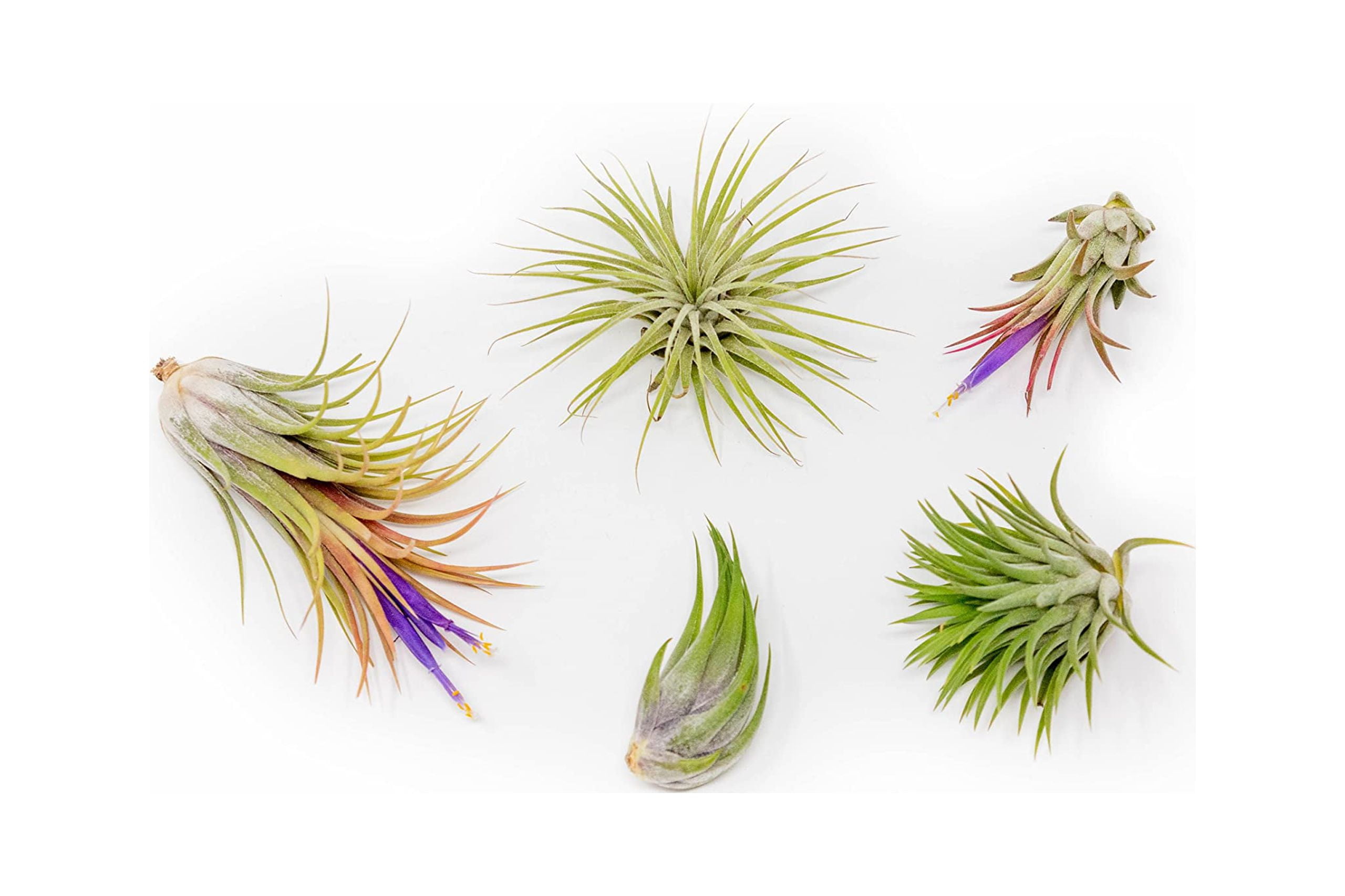 Lavender Colorful Tillandsia Air Plants - Long Lasting Color Enhanced ...