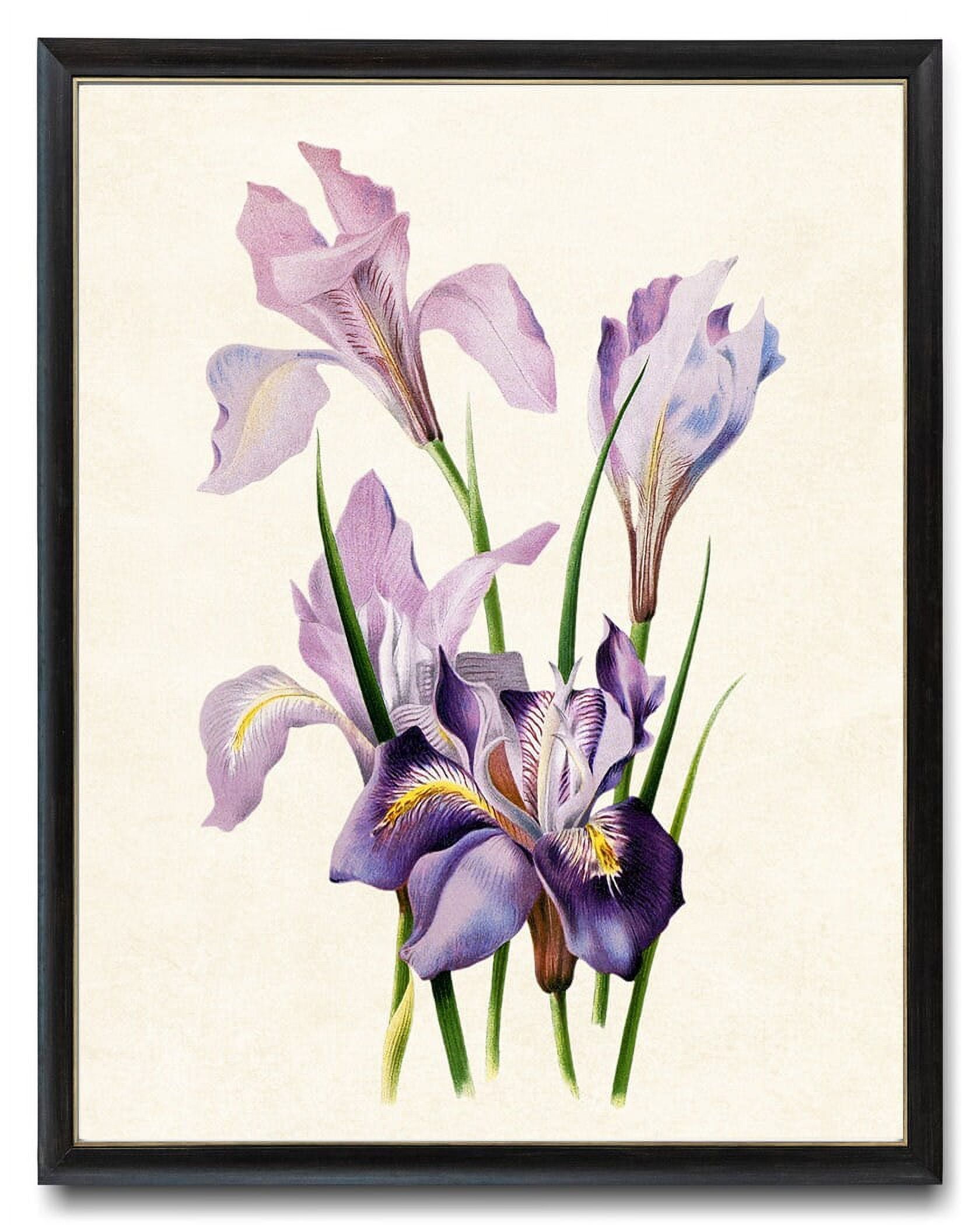 Lavender Iris Flowers Digital Print, Vintage Flower Illustration, Printable Irises Botanical ...