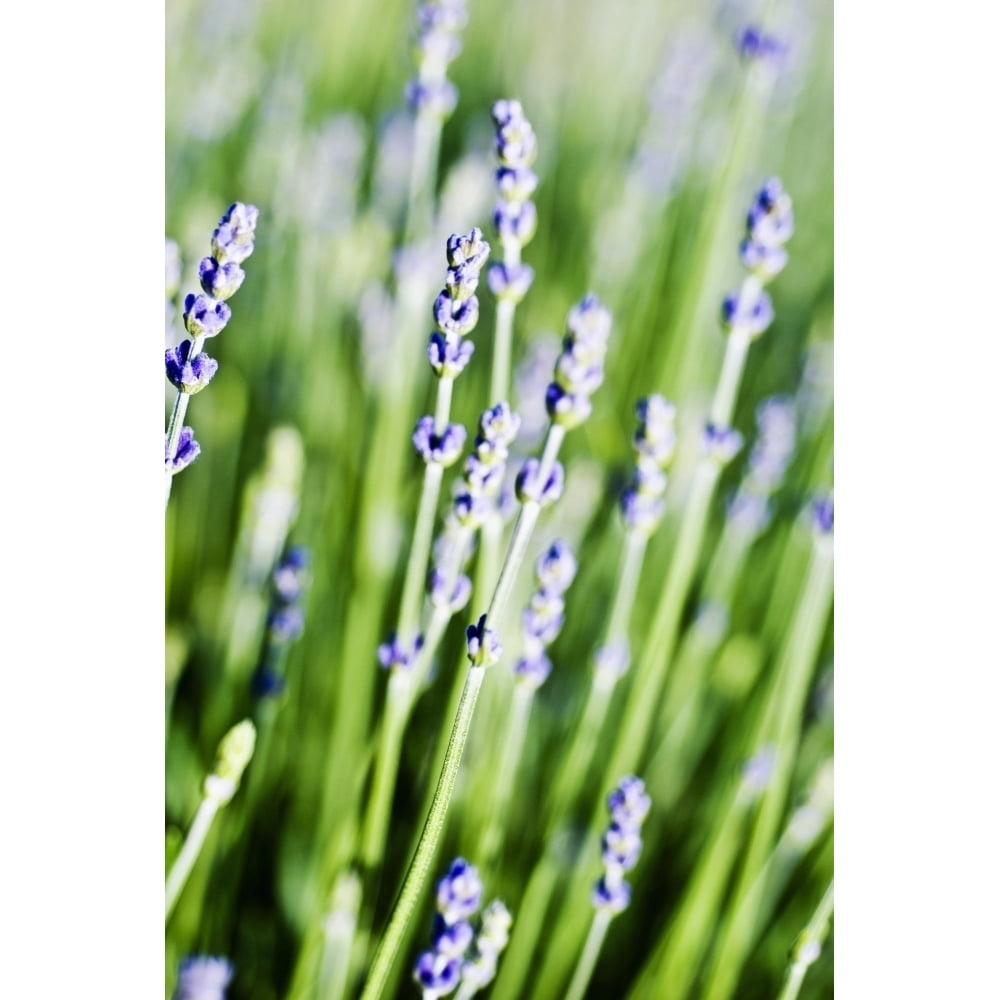 Lavender (Lavandula Angustifolia), Many Sprigs Growing In Field. Poster ...