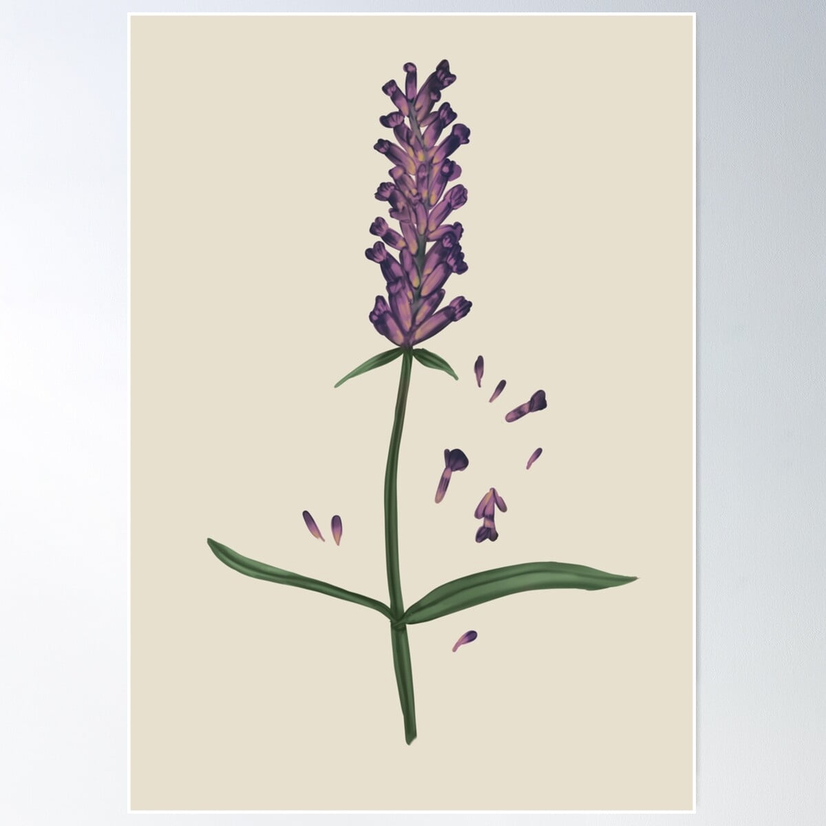 Lavender (Lavandula Angustifolia) - Transparent Botanical Illustration ...