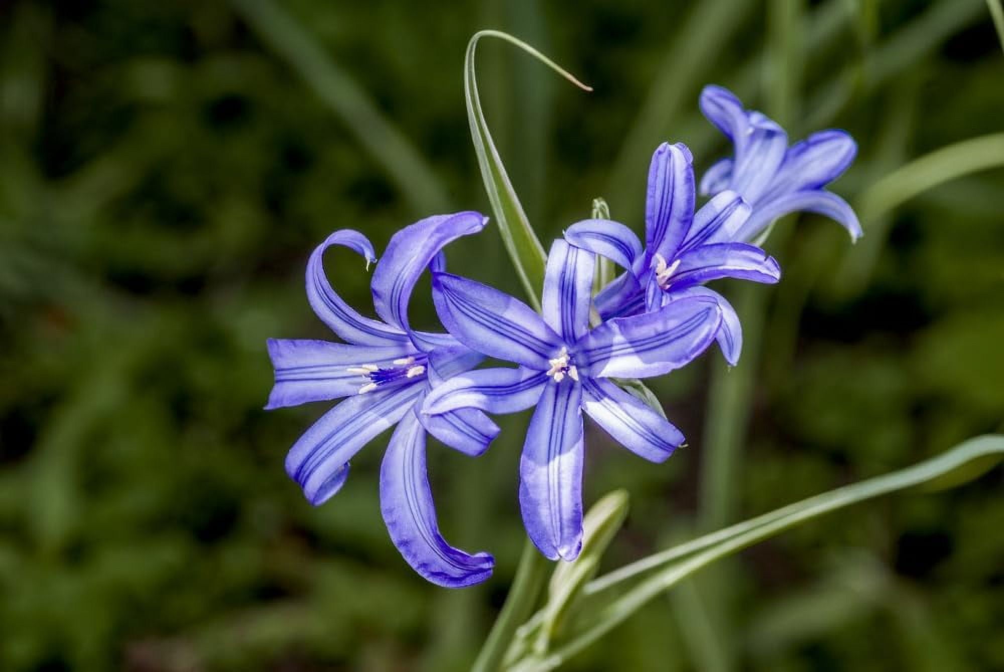 CZ Grain Lavender Mountain Lily Plant Bulbs (10 Count) - Walmart.com