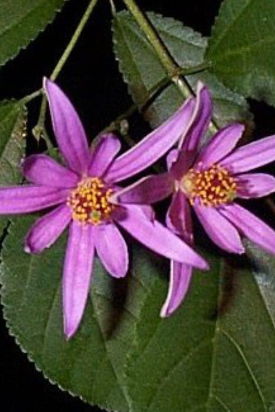 Lavender Star Flower Bonsai Tree Flowering Live Plant 10-12 Inch Tall ...