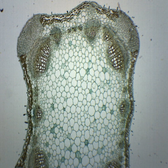 Lavender Stem, Cross Section - Prepared Microscope Slide - 75 x 25mm ...
