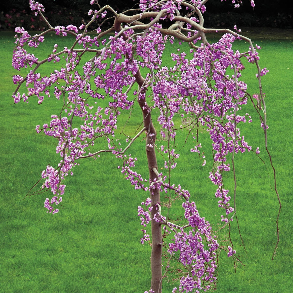 Dwarf Weeping Redbud Tree